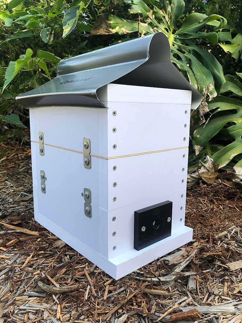 Beekeeping in Australia - My Backyard Oasis