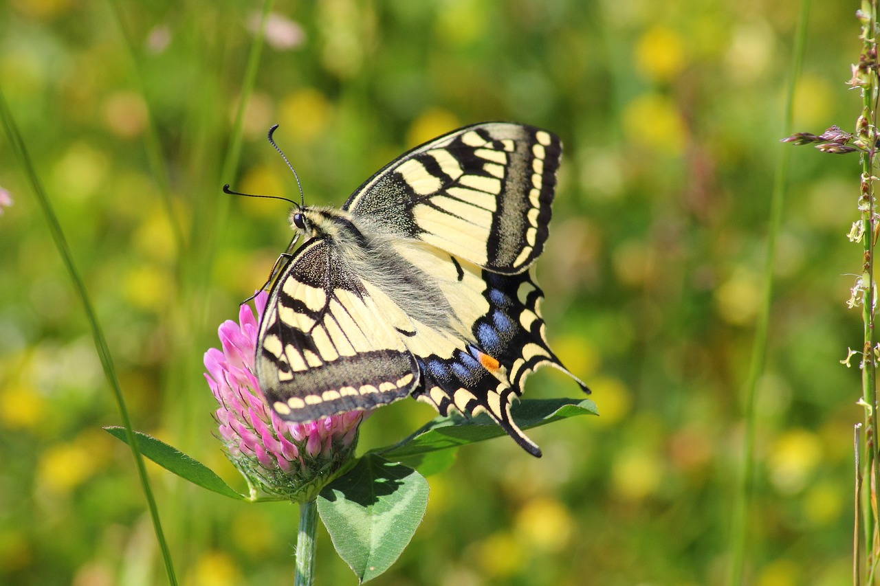 Butterfly Attracting Landscape: Invite Australian Butterflies to Your ...